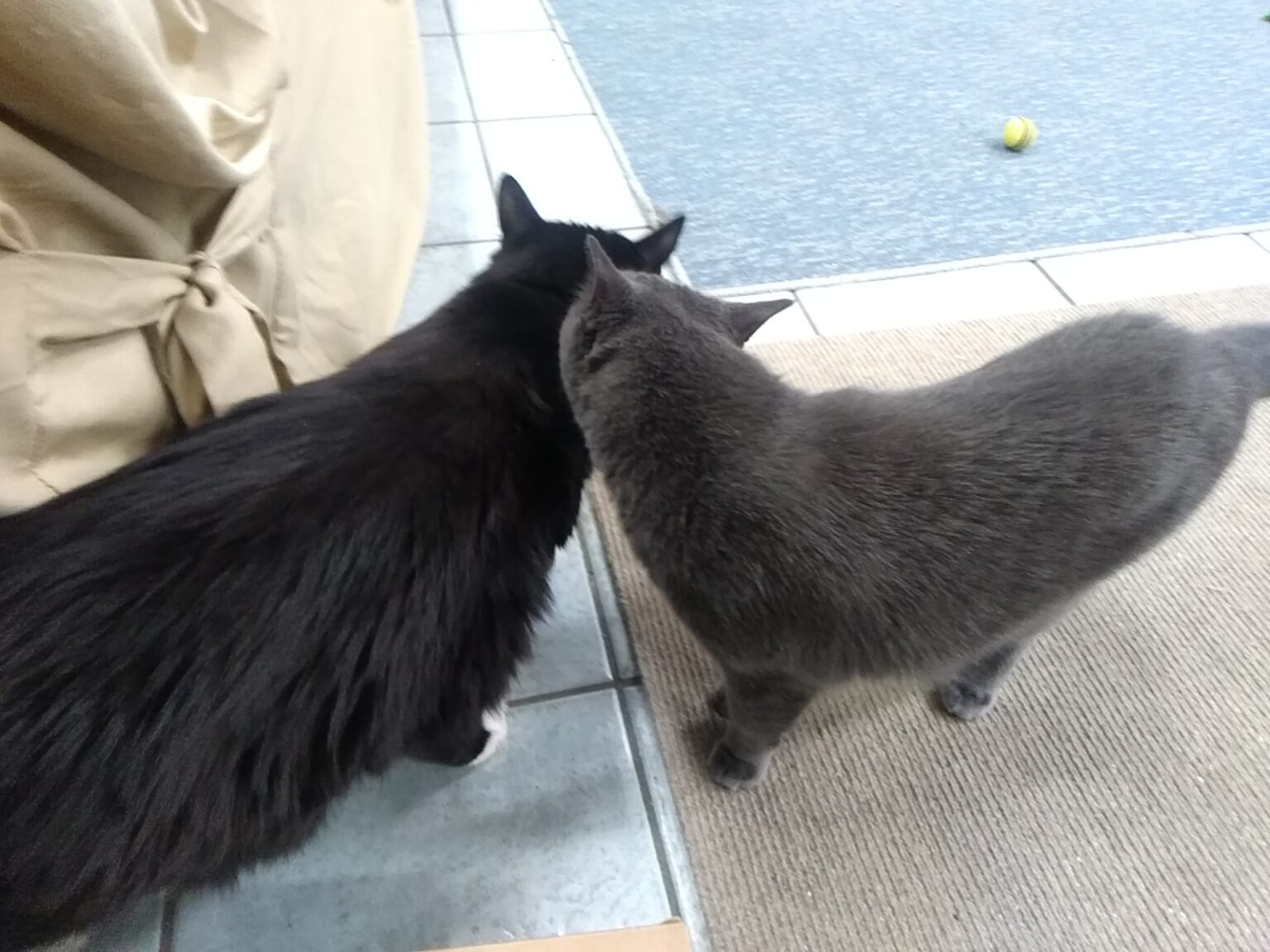 Local Cat Owners | Resources & Information - Cat Boarding Detroit