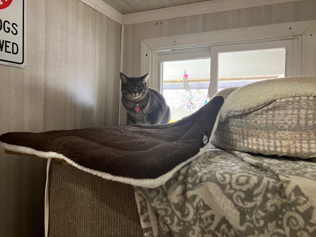 Reviews | Detroit Cat Boarding & Grooming - Cat Boarding Detroit