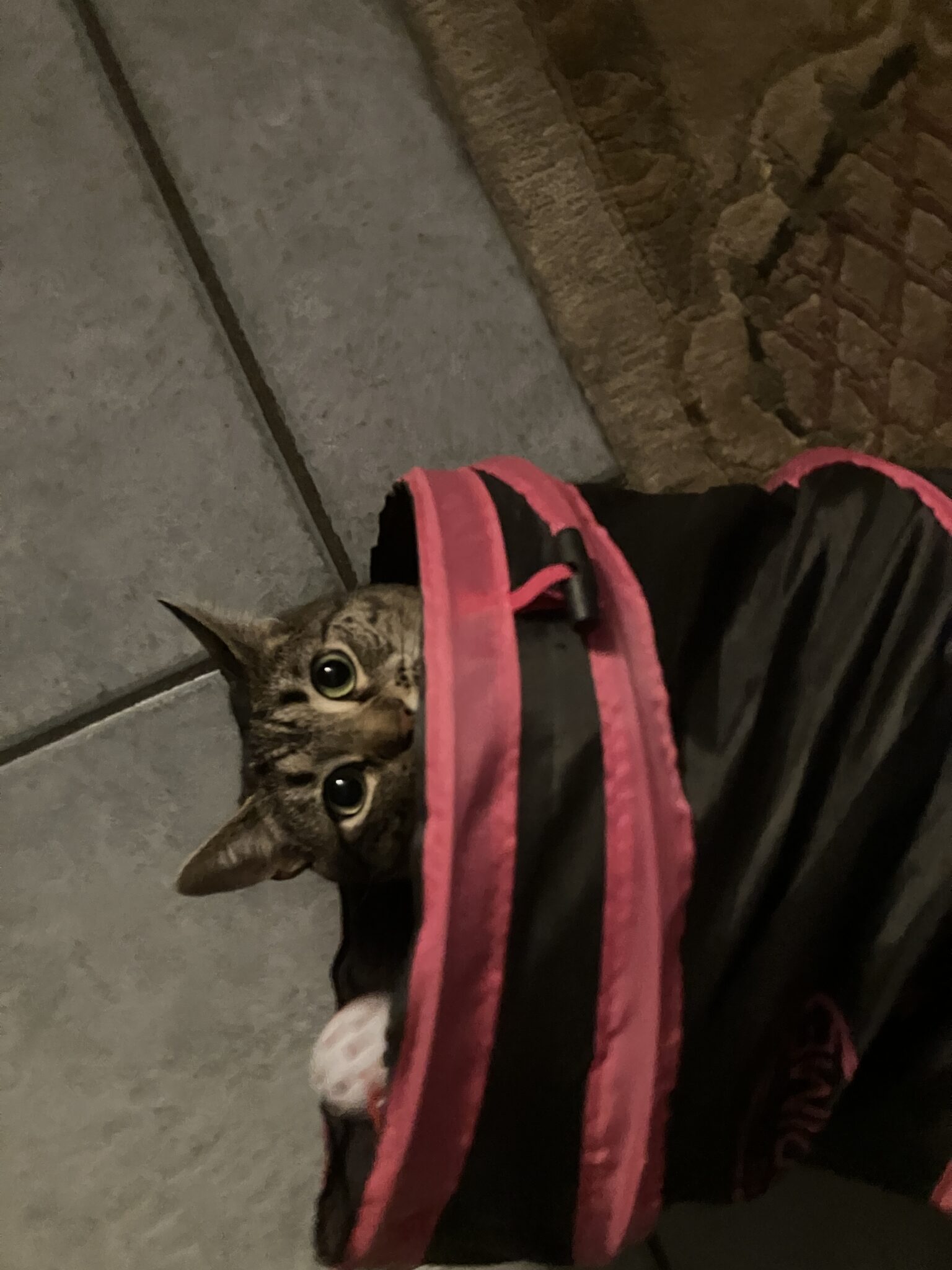 Rates Cat Boarding Rooms & Services Detroit Cat Boarding Facility